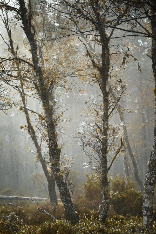 Birch Trees and Webs at Abernethy Forest in Scotland. Stock Image ...