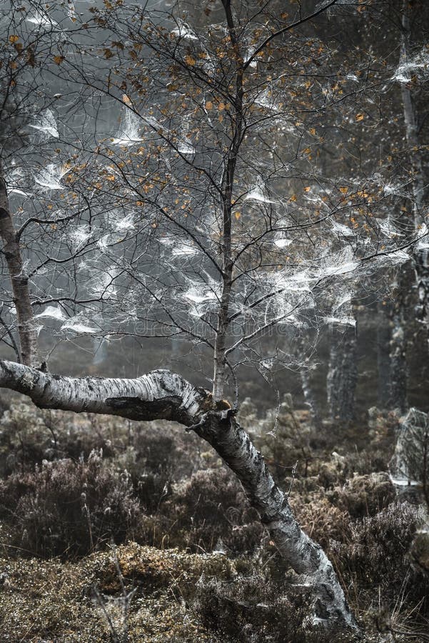 Caledonian Forest in Snow at Abernethy Forest in the Highlands of ...