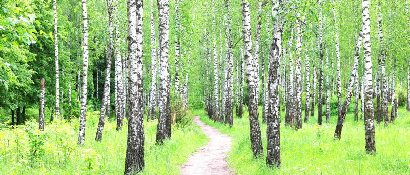 Birch Trees with White Birch Bark Stock Image - Image of outdoor, grove ...