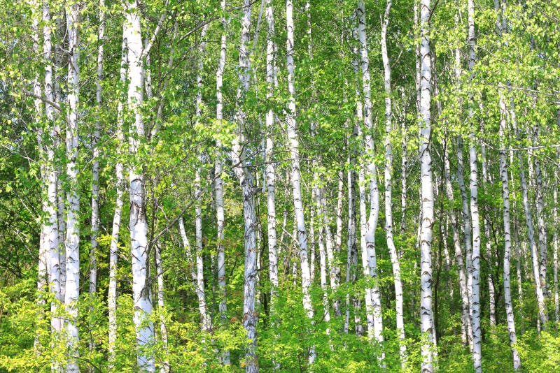 Birch Trees with White Birch Bark in Birch Grove with Green Birch ...