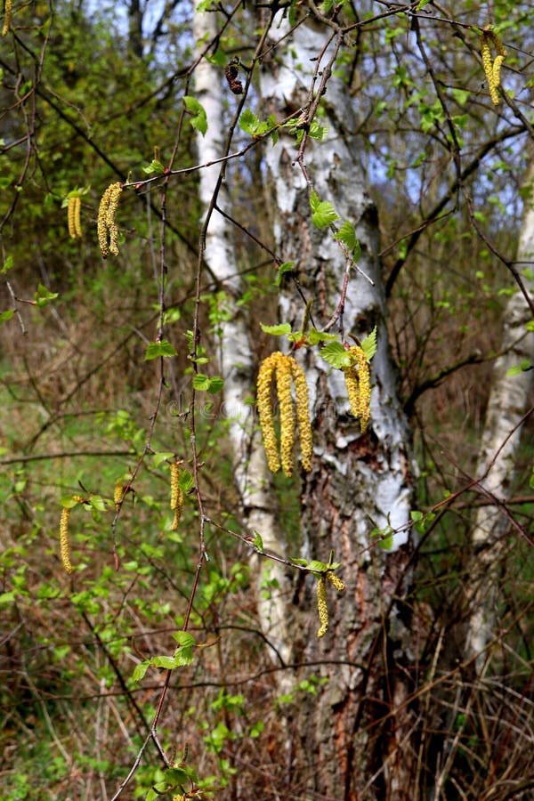 Birch Tree Trunks in Early Spring Stock Image - Image of spring, hling ...