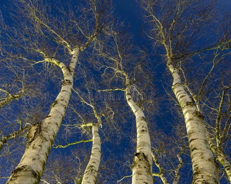 Birch Trees with White Trunks and Blue Evening Sky Stock Photo - Image ...