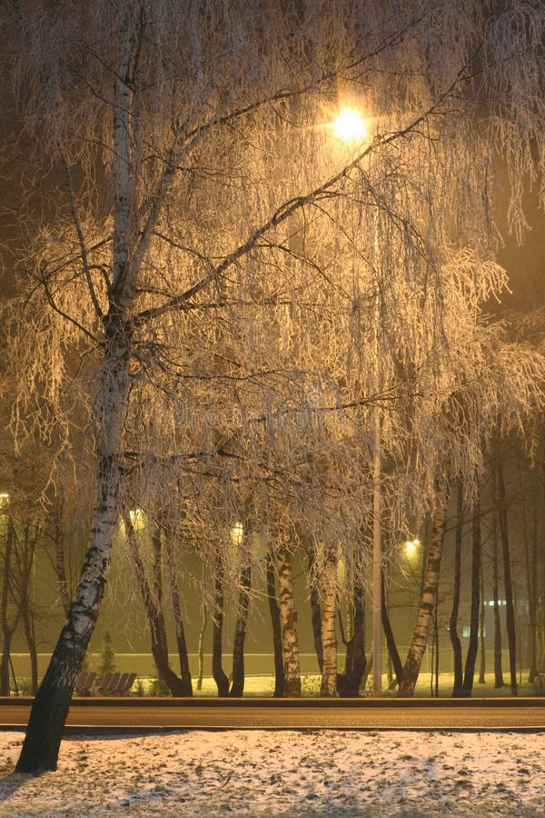 27,997 Winter Birch Trees Photos - Free & Royalty-Free Stock Photos ...