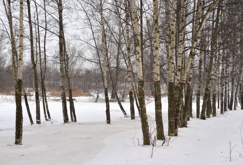 Birch trees at winter stock image. Image of coast, scene - 135307799