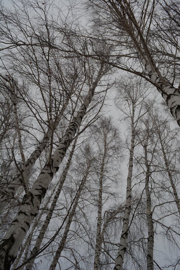 Birch Trees in Winter Overcast Day. View from Below on Tall Woods Stock ...