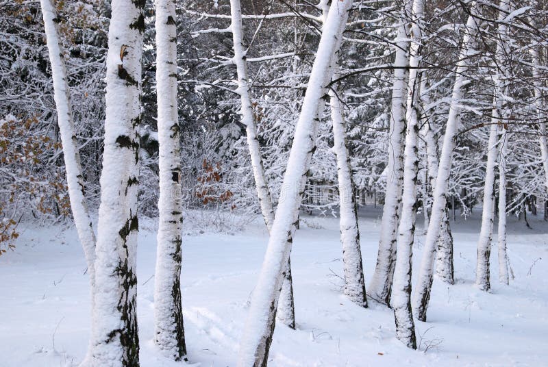 Birch trees in winter snow stock image. Image of frozen - 101263439