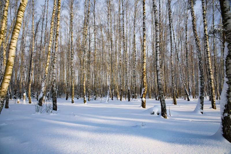 Birch Trees in the Winter in the Snow Stock Photo - Image of landscape ...