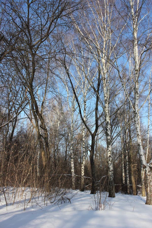 Birch Trees in Winter Snowy Forest Stock Photo - Image of snow, forest ...