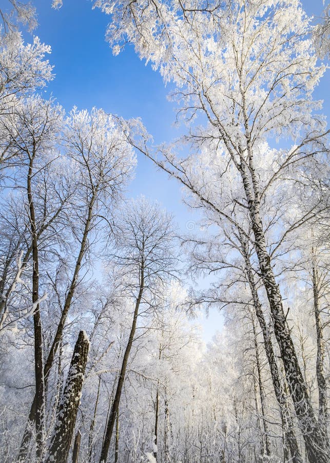 Birch Trees in Winter Wild Forest in Siberia, Russia Stock Photo ...