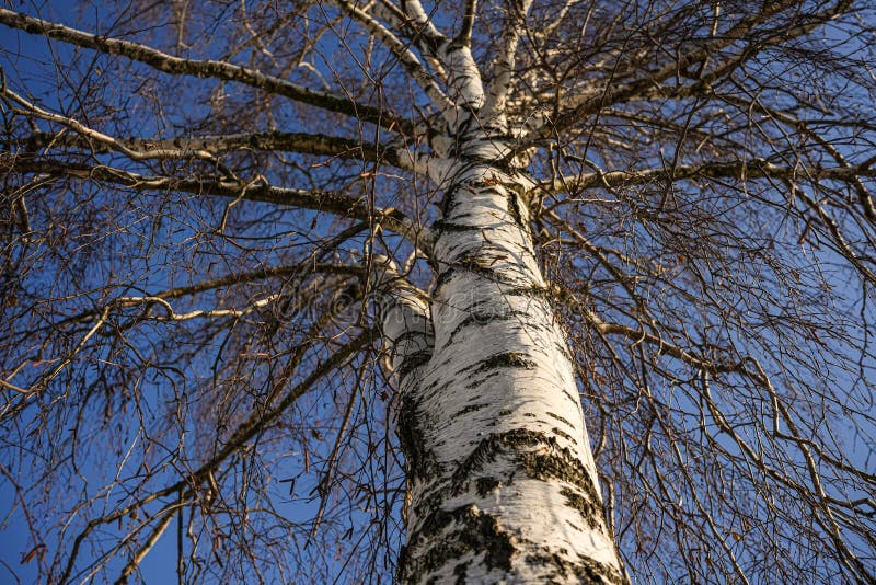 Birch Trees in Wood Looking Up To Tree Tops from Ground. Stock Image ...