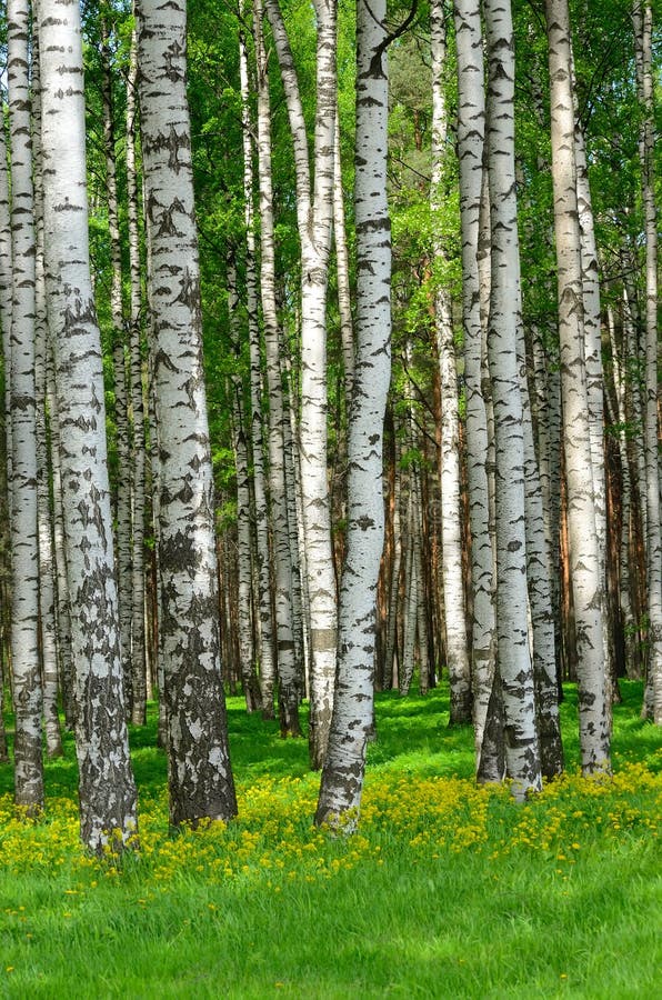 Birch trees stock photo. Image of landscape, light, dark - 31274022