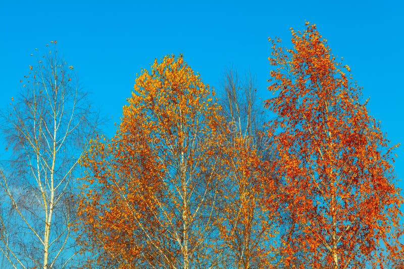 Birch treetops in autumn stock photo. Image of nature - 249872422