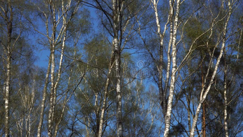 Birch Treetops and Trunks in a Panoramic View in the Forest Stock ...