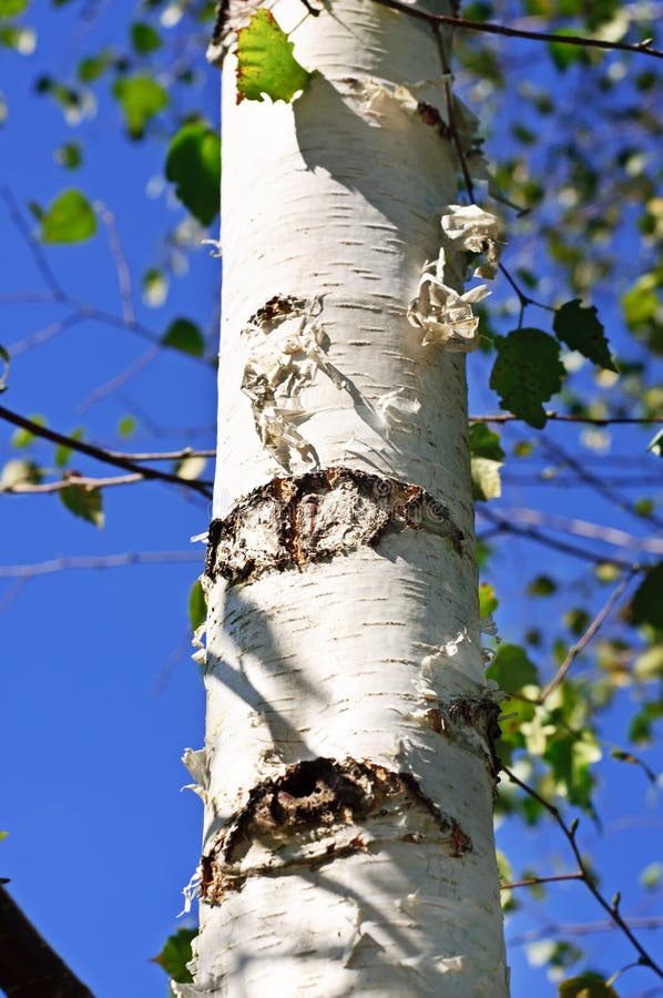 Myrrh tree resin stock photo. Image of balsam, commiphora - 13695598