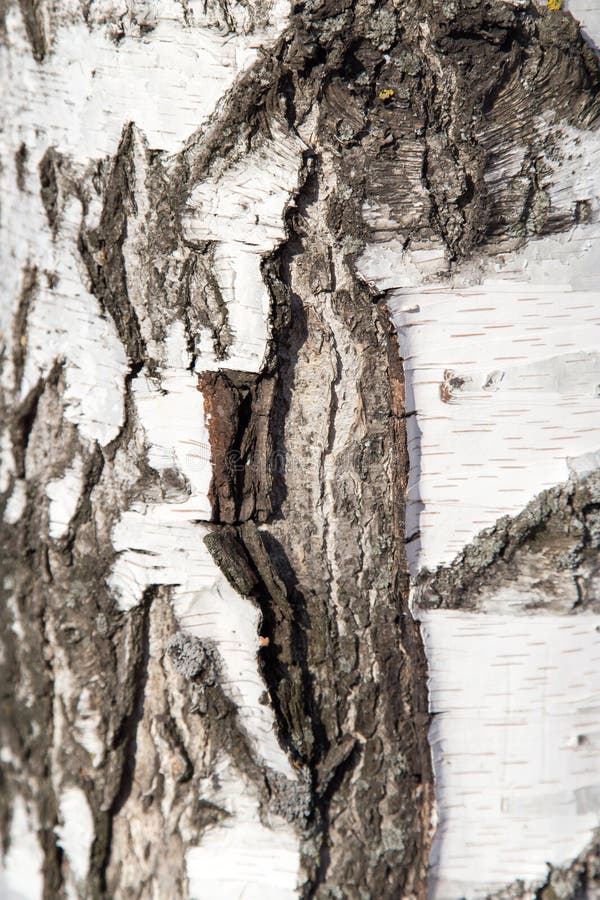Birch trunk in nature stock photo. Image of outdoors - 102149894