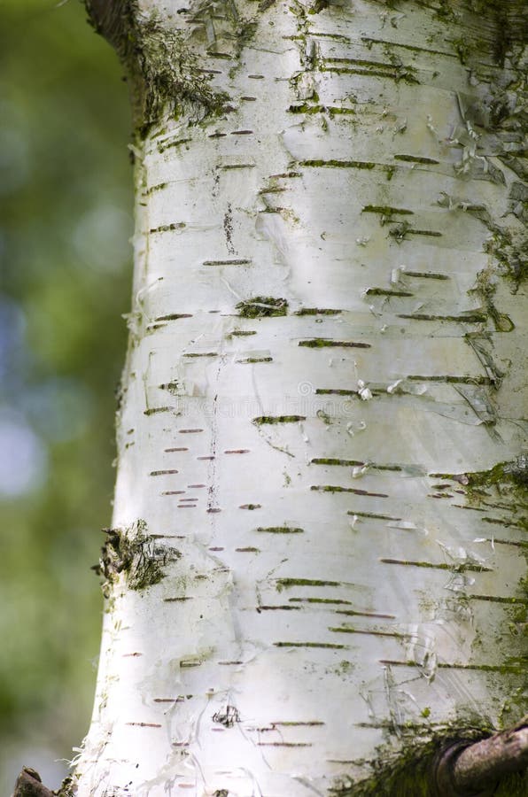 Birch trunk background stock image. Image of growth, detail - 73989397