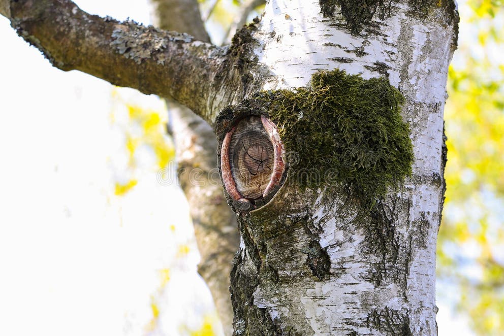 Birch Trunk with a Cropped Knot Stock Image - Image of forest, beauty ...