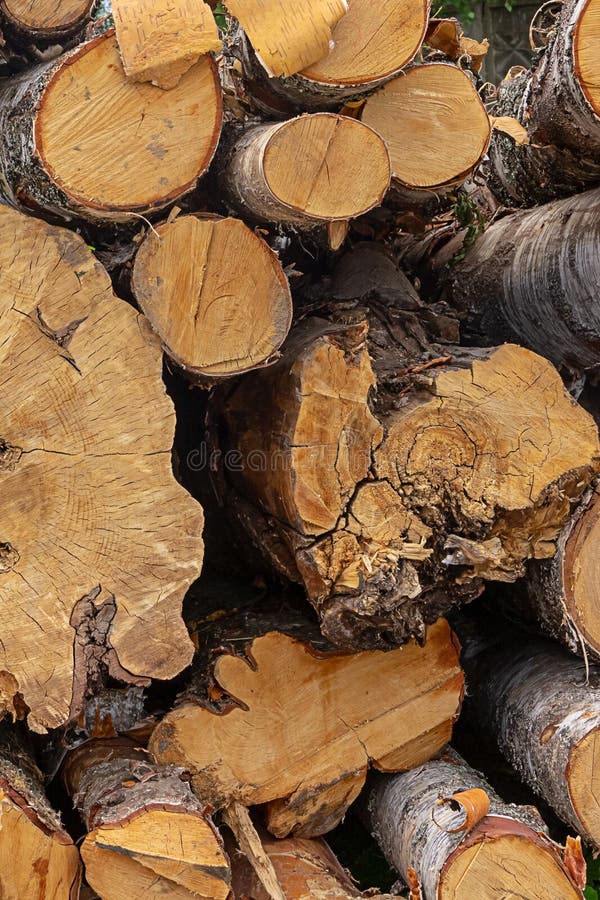 Birch Trunk End Logs Pile Logging Close-up Beige Rustic Base Web Design ...