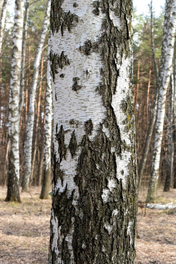 Birch Trunk in the Forest.Natural Background Stock Image - Image of ...