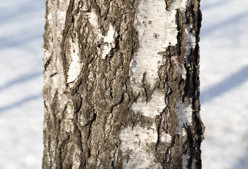 Birch trunk in nature stock photo. Image of park, meadow - 107380344