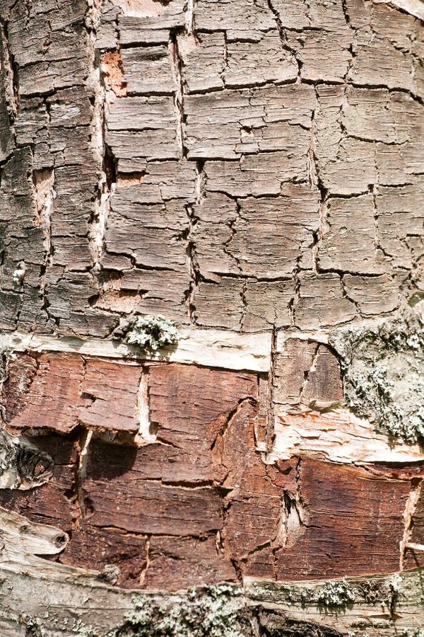 Birch Trunk Peeling Off Bark Surface Texture Stock Photo - Image of ...