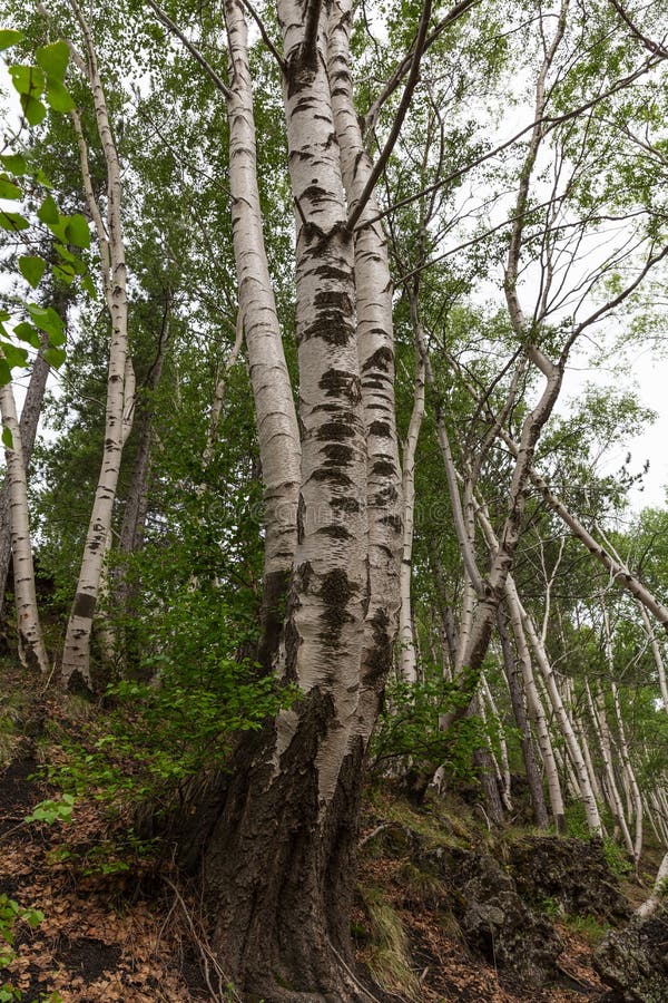 Birch trunk stock image. Image of passageway, young, nature - 63400523