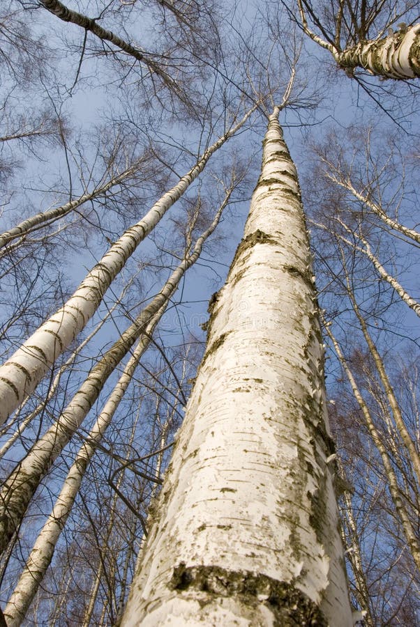 Trunks of birch trees stock photo. Image of thick, sweden - 34156880