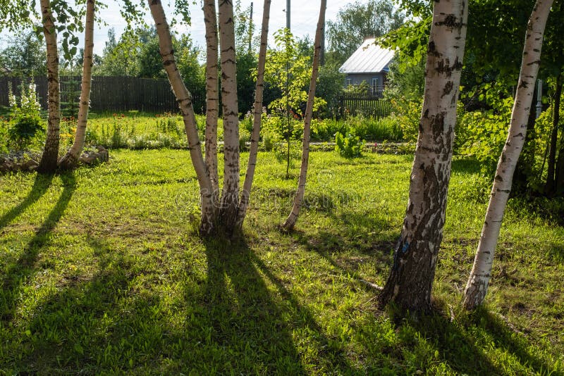Birch Trunks in the Back Rays of the Sun in a Small Glade Stock Image ...