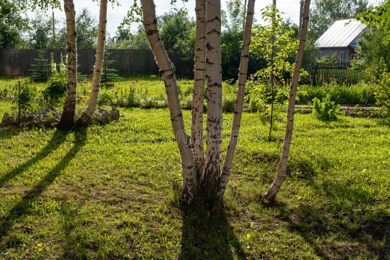 Birch Trunks in the Back Rays of the Sun in a Small Glade Stock Photo ...