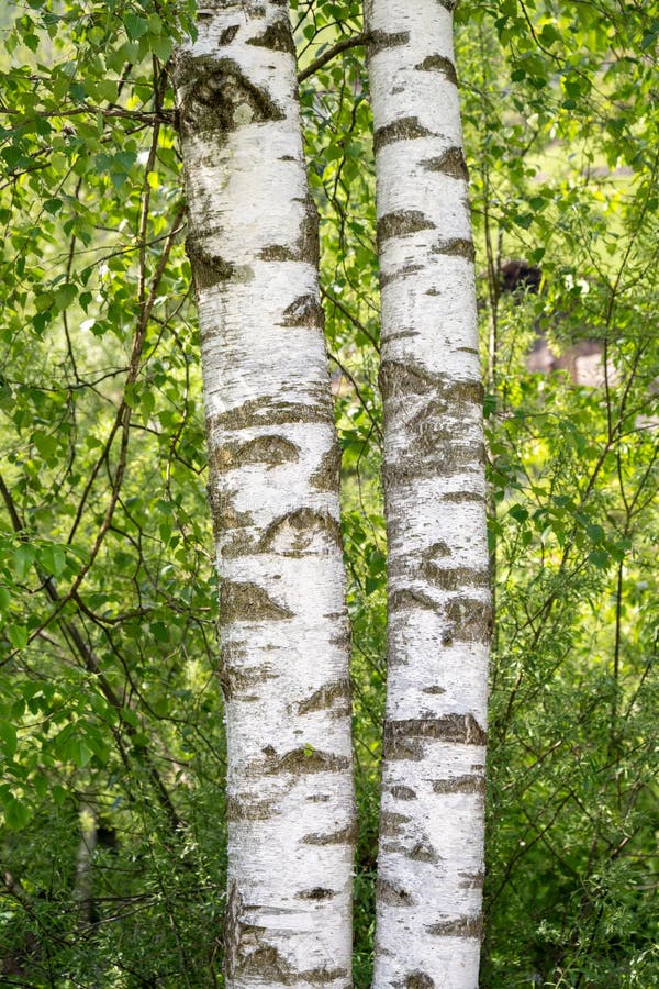 Two Birch Trunks in Spring. Tree Trunks with Typical Bark Pattern Stock ...