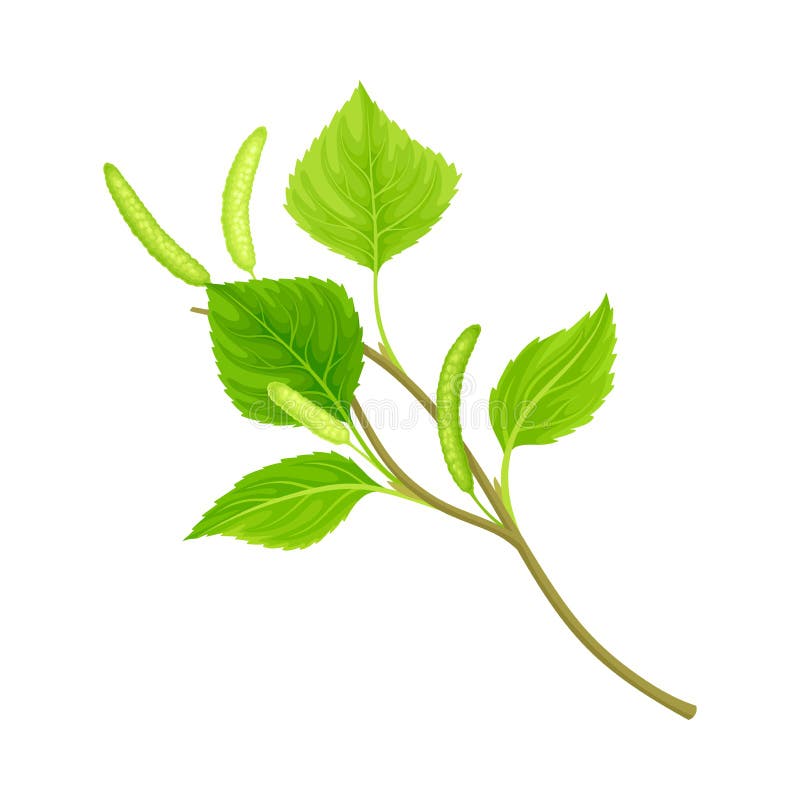 Ecology natural stamp stock vector. Illustration of document - 13556991