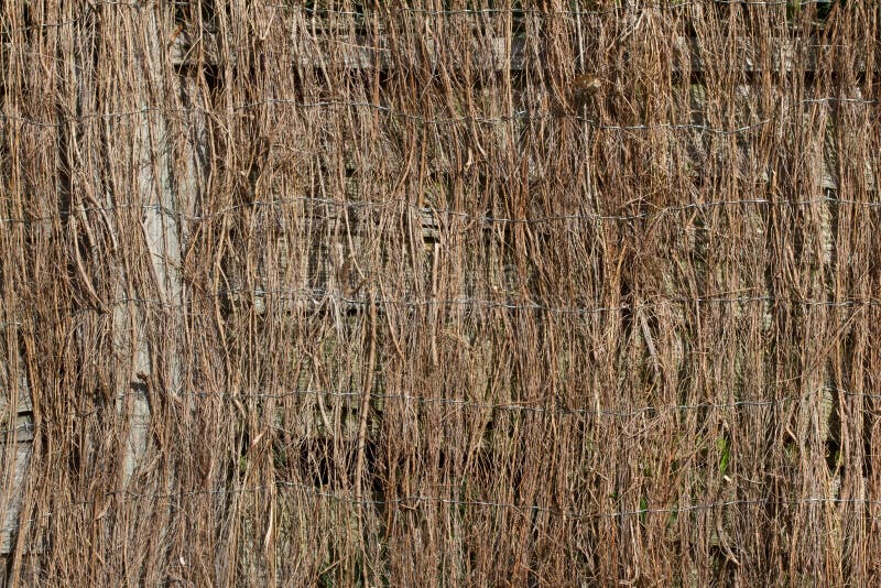 Birch twig texture stock image. Image of panel, background - 20884839