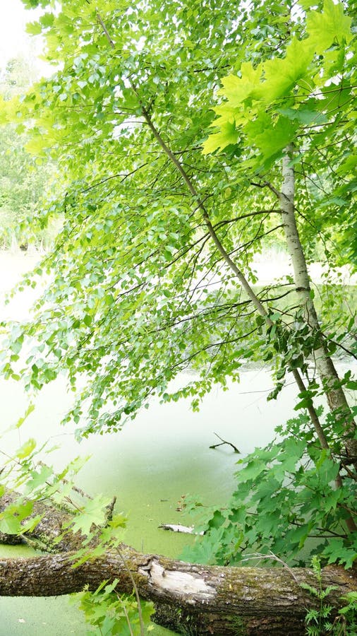 Birch Twigs and Fallen Tree on the Shore of the Pond Stock Image ...