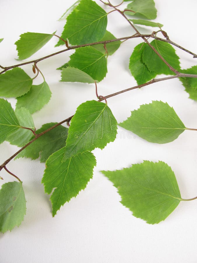 Birch Twigs with the Young Green Shining Leaves Stock Photo - Image of ...