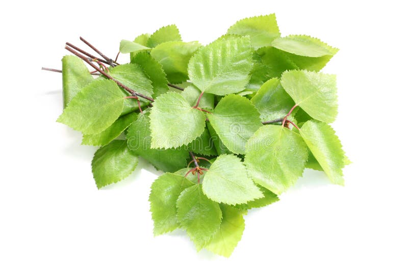 Birch Twigs with Green Leaves Stock Image - Image of decoration, green ...