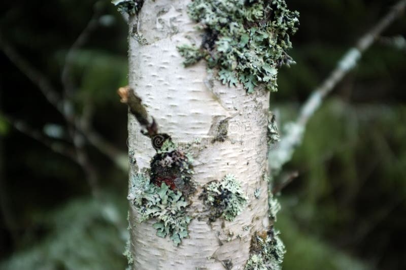Birch Up-close with Broken Twig Stock Image - Image of glowing, rural ...