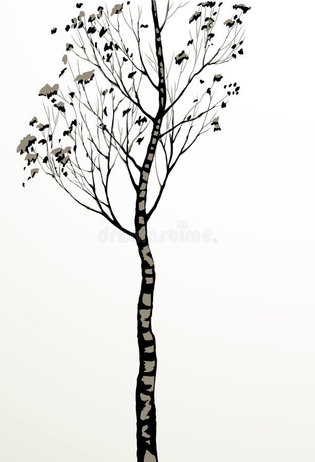Birch. Vector Drawing Black Pattern Stock Vector - Illustration of ...