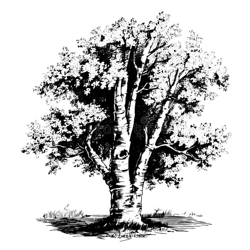 Birch Vector Drawing. Isolated Hand Drawn Object, Engraved Style ...