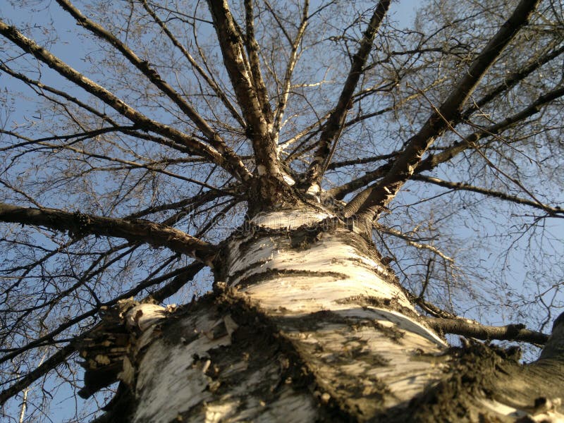 Birch stock image. Image of bark, tree, view, spring - 40689105