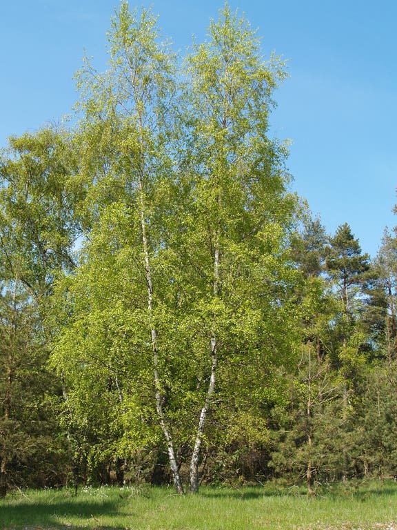 Birch Warty (Betula Pendula Roth) in the Spring Stock Photo - Image of ...