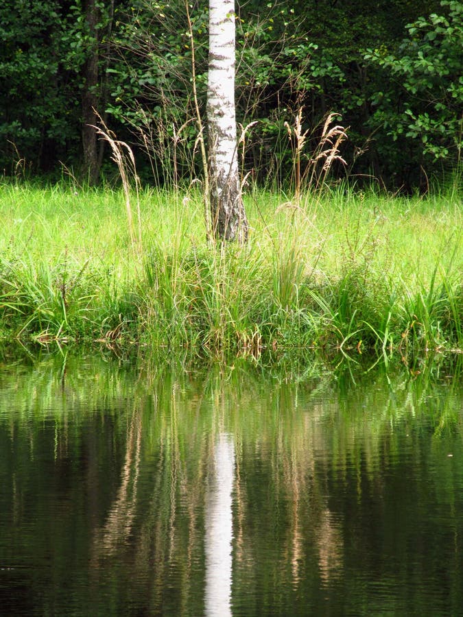 Birch in the water stock photo. Image of surface, fall - 44869678