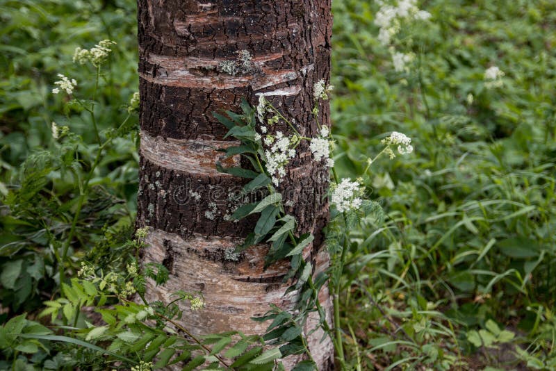 Birch and white flower stock photo. Image of grove, outdoor - 118482636