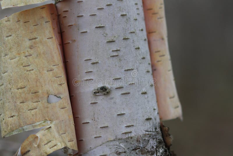 Birch wide open stock photo. Image of open, structure - 116076520