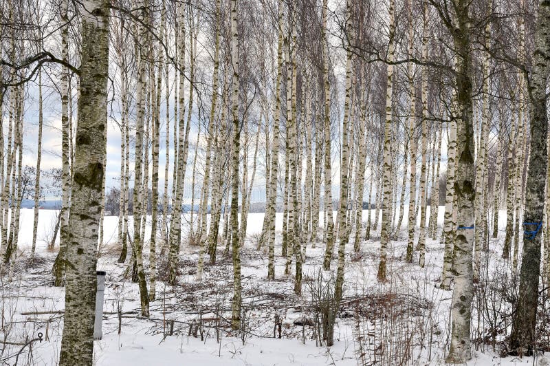 Birch in winter stock image. Image of frost, branch, weather - 28770959