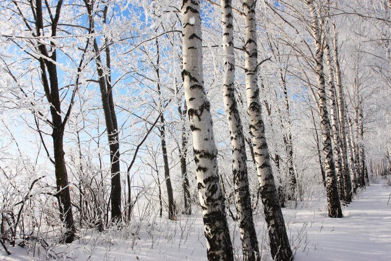 New Hampshire; White Birch Trees in Winter Stock Image - Image of ...