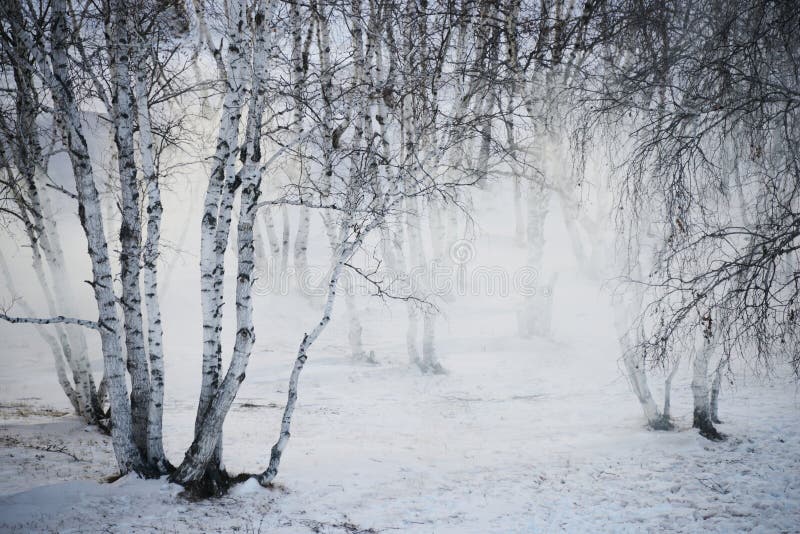 Birch in winter stock image. Image of birchwood, light - 39803623