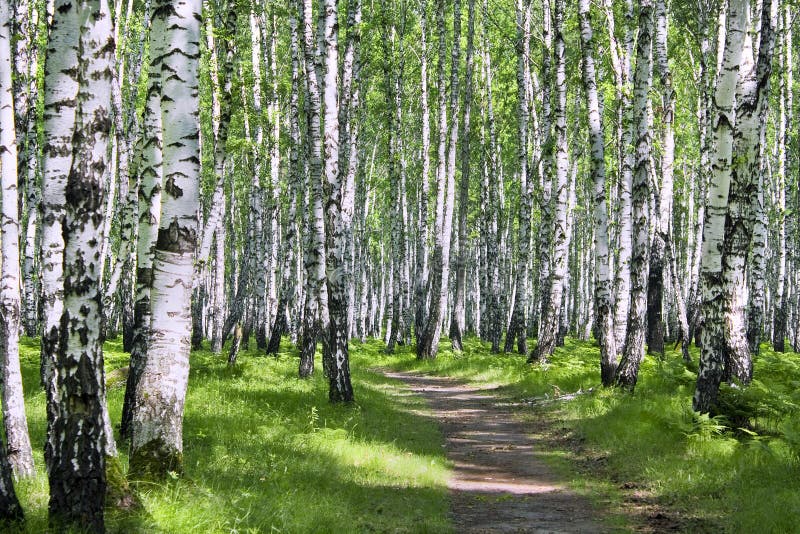 Birch wood stock image. Image of lush, selective, landscaped - 16867921