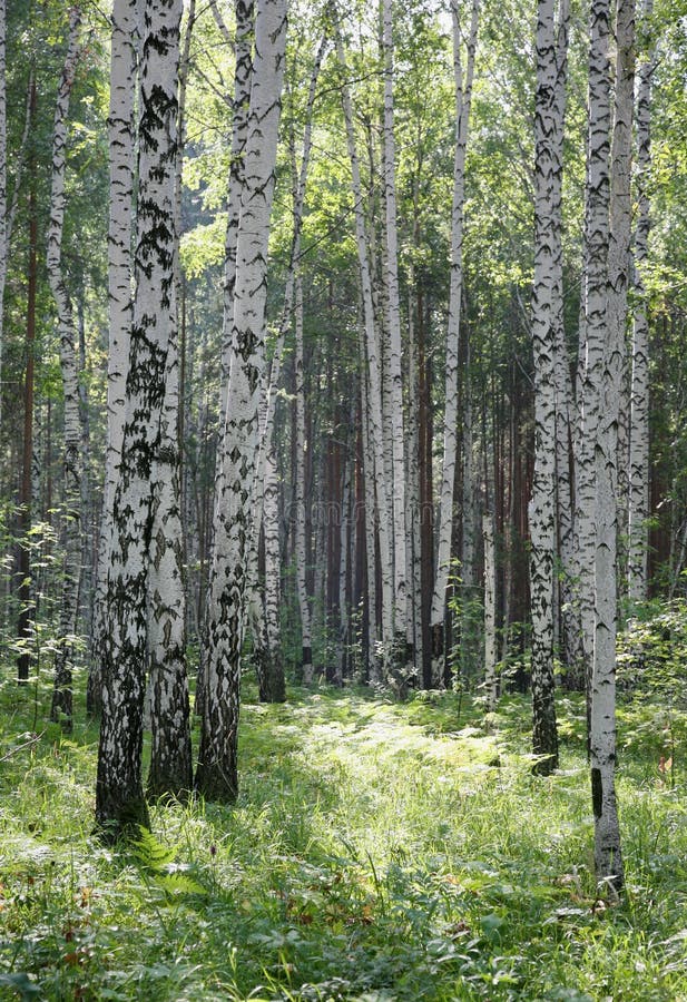 Birch wood 2 stock image. Image of green, nature, birch - 10605283