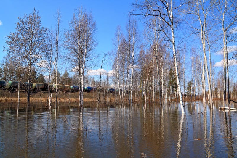 Birch wood stock photo. Image of element, blue, landscape - 21760996