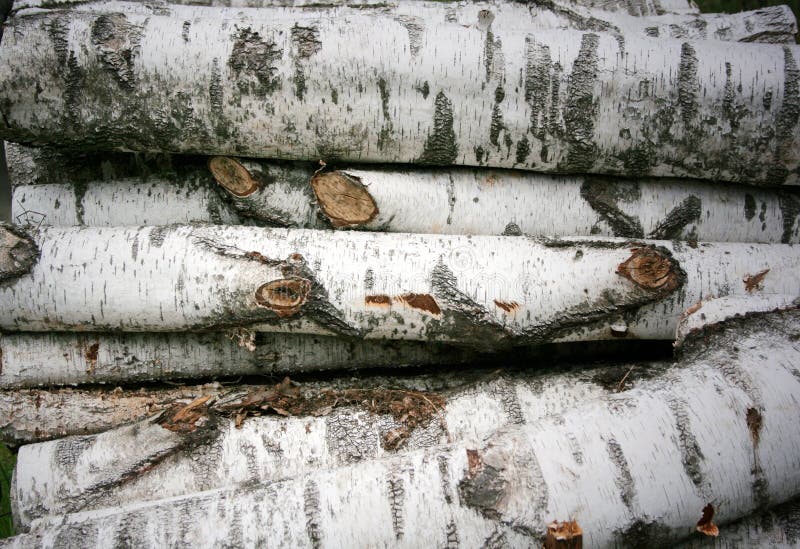 Birch wood stock photo. Image of wood, forrest, black - 2487850